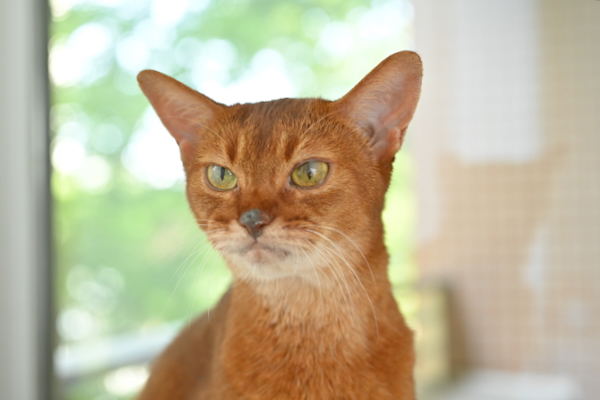 病院疲れにゃ: うめ日記